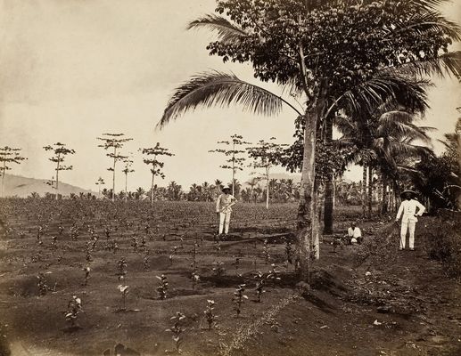 Het Cultuurstelsel - IJzeren Eeuw